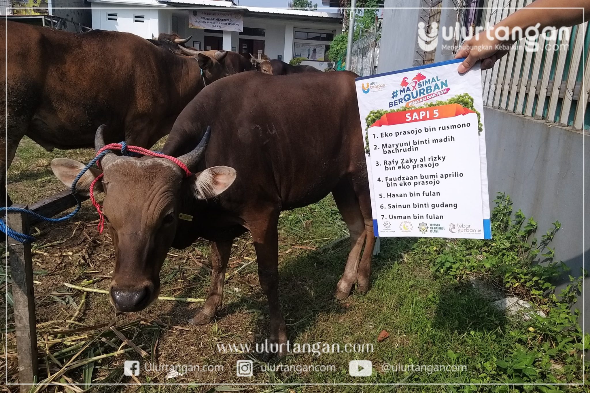 Tebar Qurban : Ulur Tangan Salurkan Hewan Qurban ke Penjuru Nusantara ...